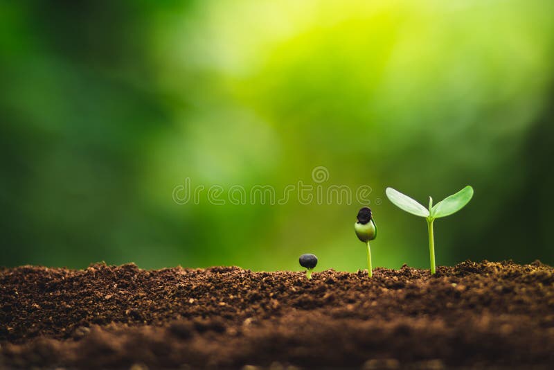 Seedling Growth Planting Trees Watering a Tree Natural Light Stock ...