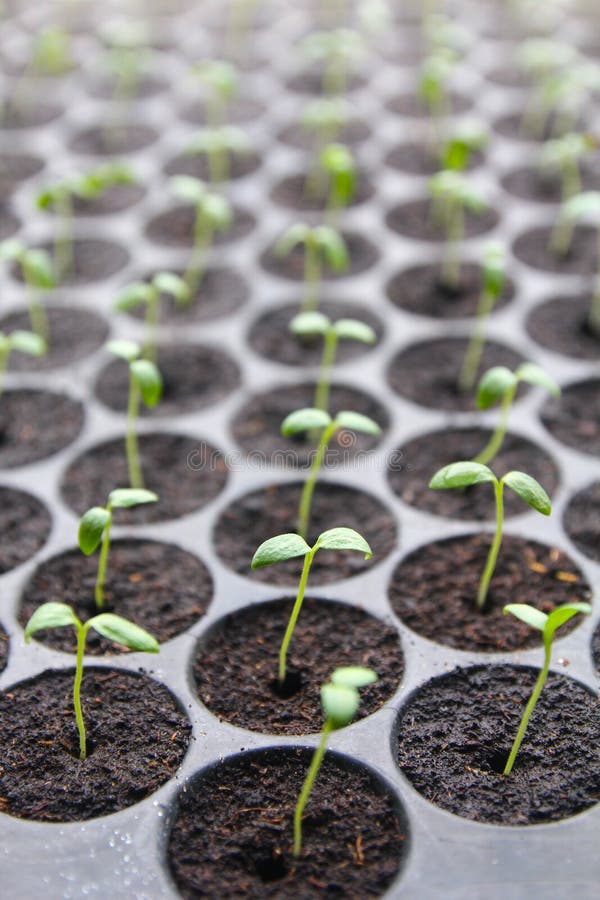 Seedling growth -Series 2 stock photo. Image of industrial - 32109296