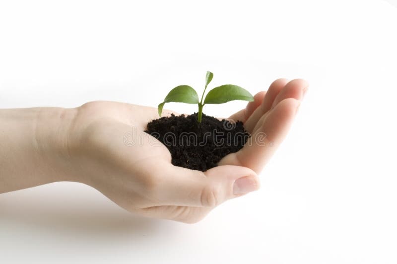 Green tree in hand stock image. Image of agriculture - 31138055
