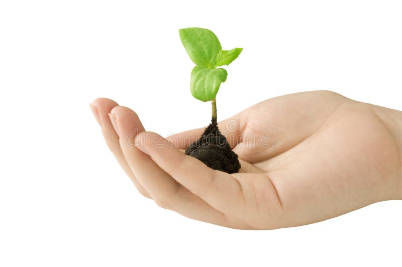 Seedling in hand stock photo. Image of seedling, leaf - 14933488