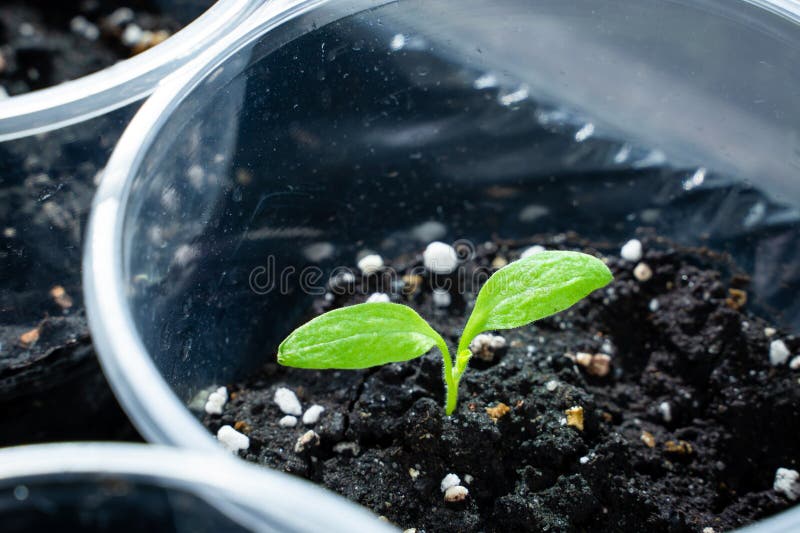 Seedling Home Close-up. Germination of Vegetable Seeds in Plastic Cups ...