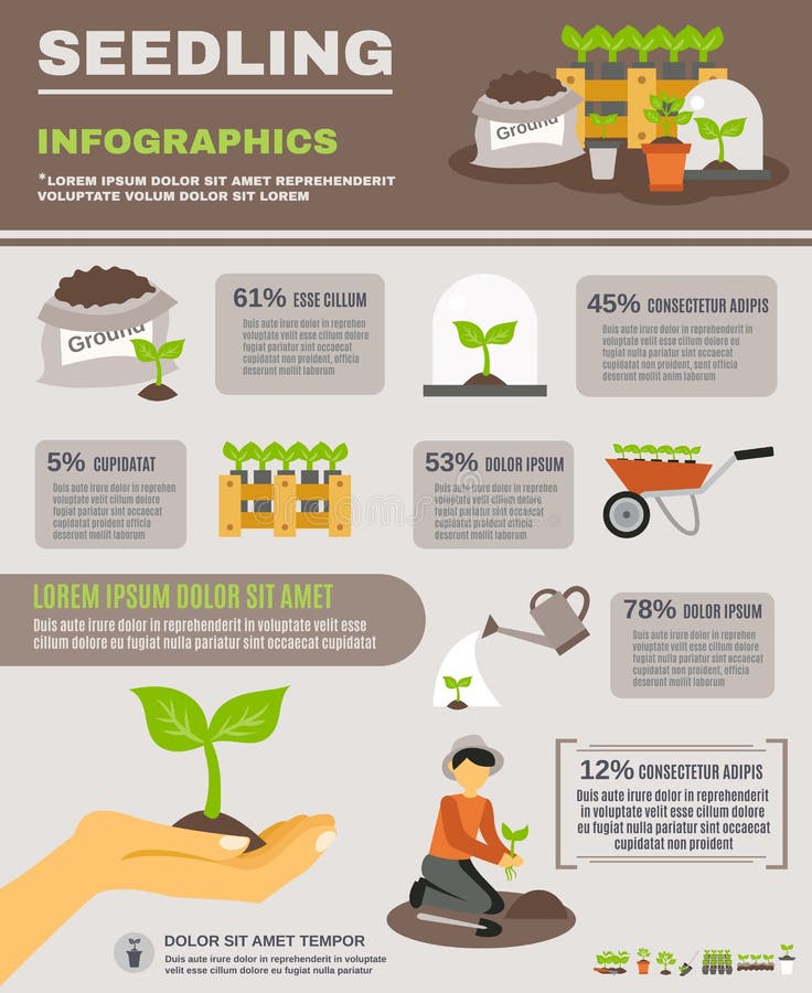 Seedling Infographics with Phases of Plant Growth. Image for ...