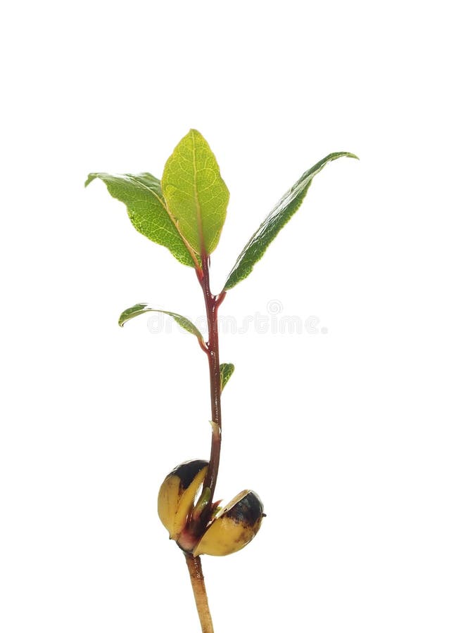 Seedling Laurel Tree with Root Isolated Stock Photo - Image of laurel ...