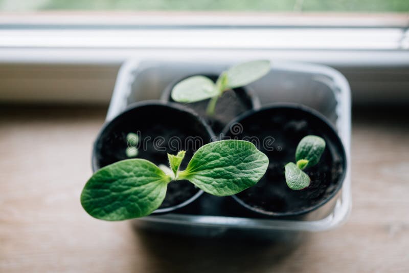 Seedling Leaves on the Windowsill by the Window in Spring Stock Image ...
