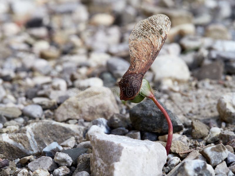 Seedling of a maple tree stock photo. Image of seeds - 252721370