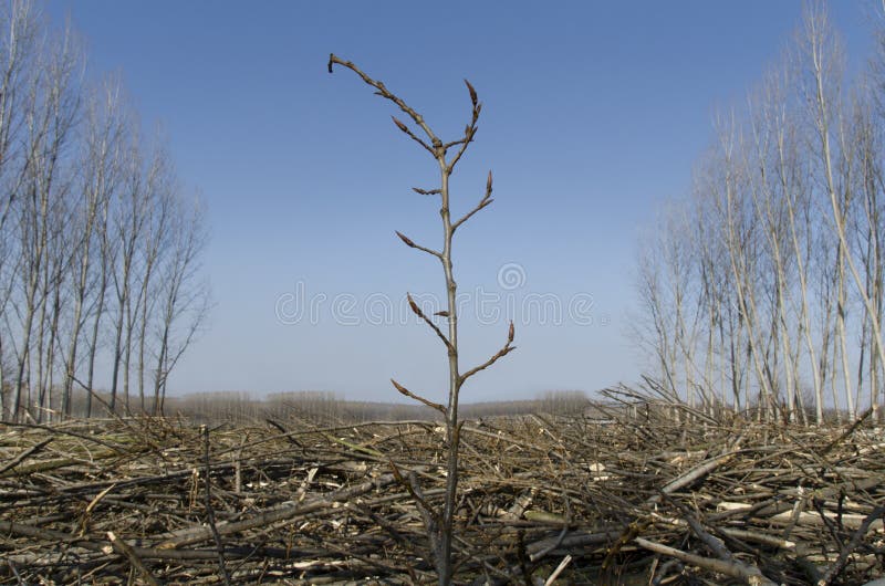 112 Poplar Sapling Stock Photos - Free & Royalty-Free Stock Photos from ...