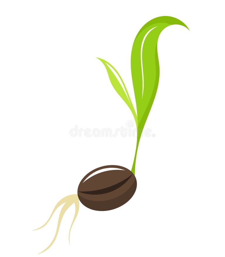 Palm Seedling Stock Illustrations – 1,968 Palm Seedling Stock ...