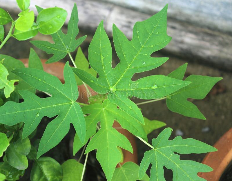 Seedling of Papaya in Planting Pot Stock Image - Image of gardening ...