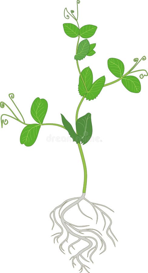 Seedling of Pea with Root System and Leaves Isolated on White ...