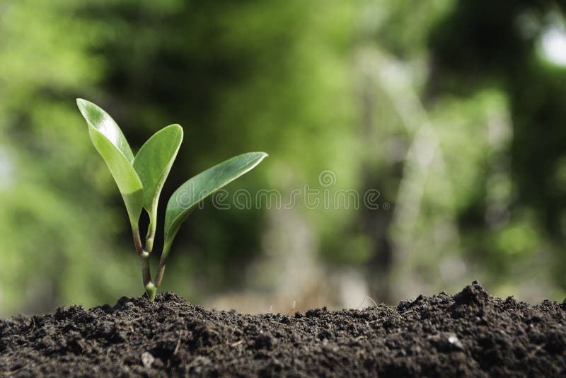 Seedling and Plant Growing in Soil and Copy Space for Insert Text Stock ...