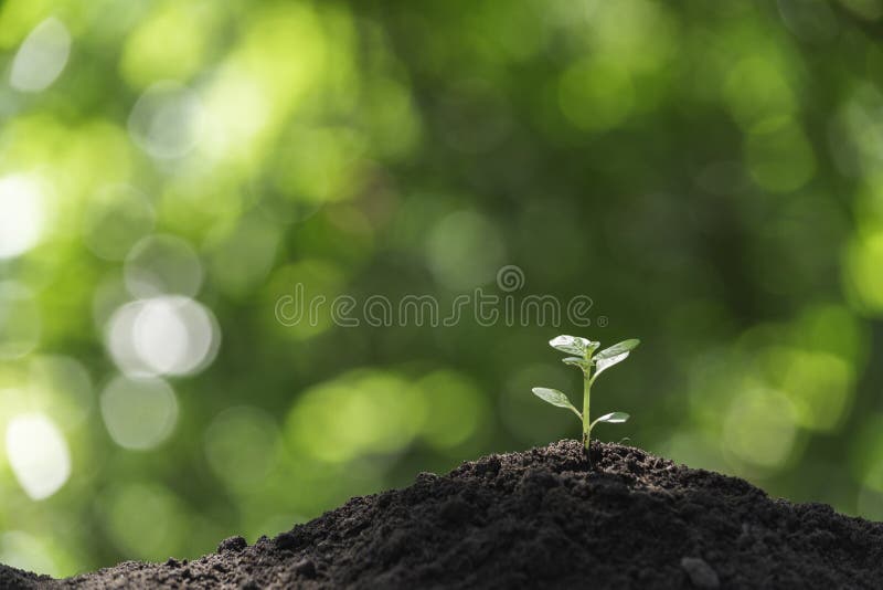 Seedling and Plant Growing in Soil and Copy Space for Insert Text Stock ...