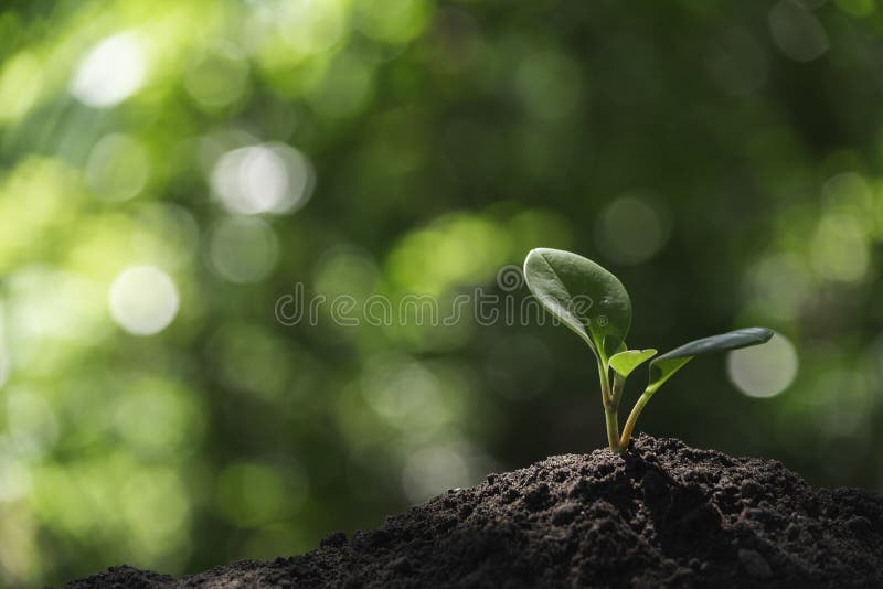 Seedling and Plant Growing in Soil and Copy Space for Insert Text Stock ...