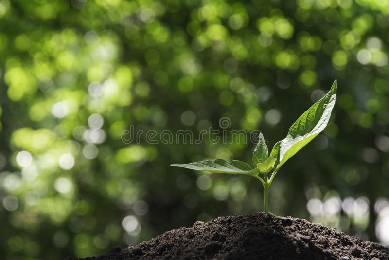 Seedling and Plant Growing in Soil and Copy Space for Insert Text Stock ...
