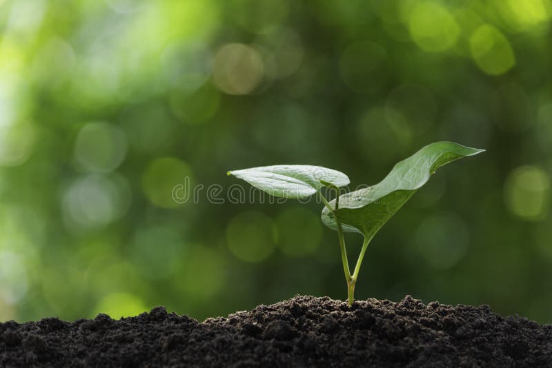 Seedling and Plant Growing in Soil and Copy Space for Insert Text Stock ...