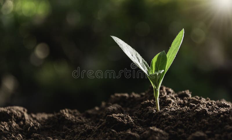 Seedling and Plant Growing in Soil and Copy Space for Insert Text Stock ...
