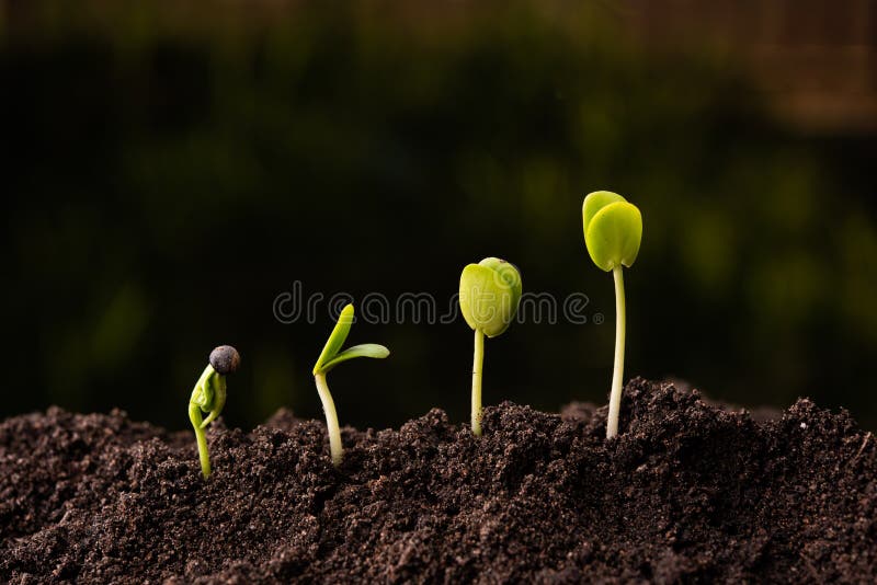 Seedling or Plant Sprout Growing Step Over Black Bagground.Growth ...