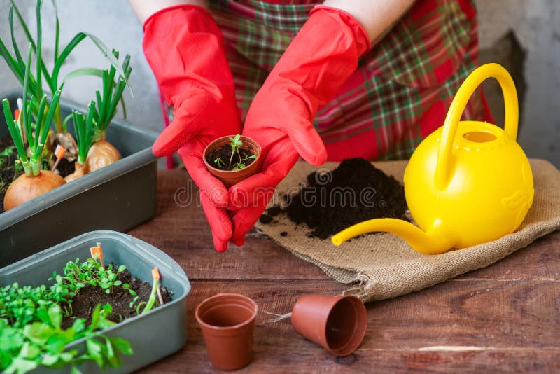Seedling Planting Process at Home. Planting Greens in Pots Stock Photo ...