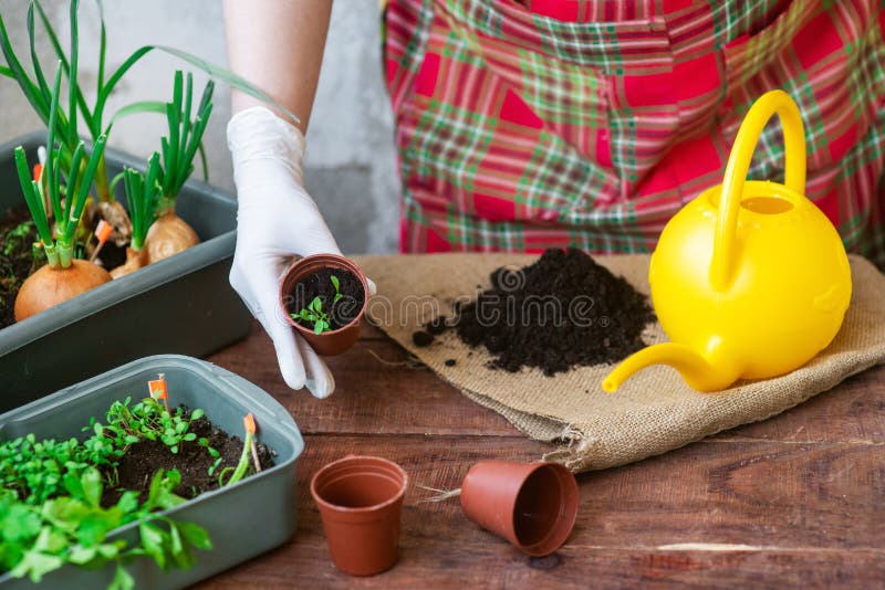 Seedling Planting Process at Home. Planting Greens in Pots Stock Photo ...