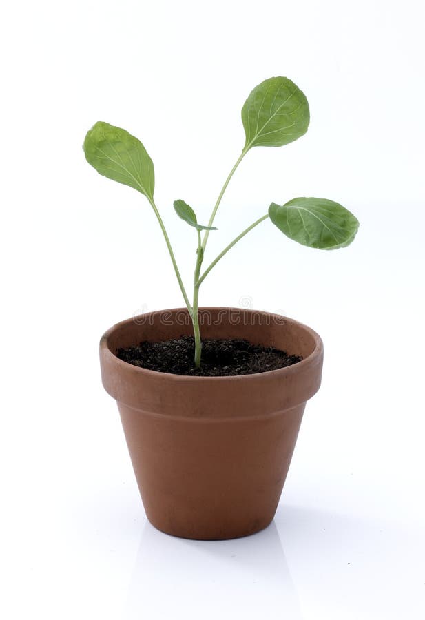 Seedling in Pot stock image. Image of young, plant, gardening - 10436533