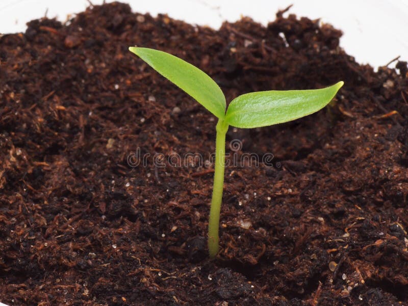 Seedling in a pot. stock photo. Image of gardens, foliage - 109930034