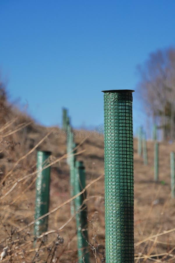 Seedling Protectors stock image. Image of shrub, grow - 54228681