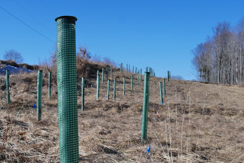 Seedling Protectors stock image. Image of shelter, young - 54228689