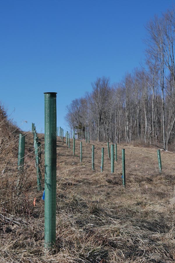 Seedling Protectors stock image. Image of seedlings, young - 54228693
