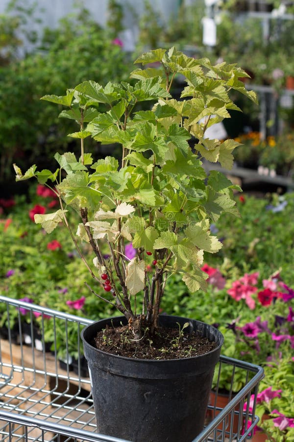 Seedling red currant stock image. Image of seedlings - 57564807