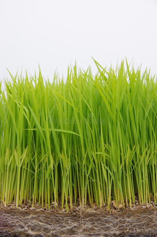 Seedling rice stock image. Image of transplanter, plant - 25474145