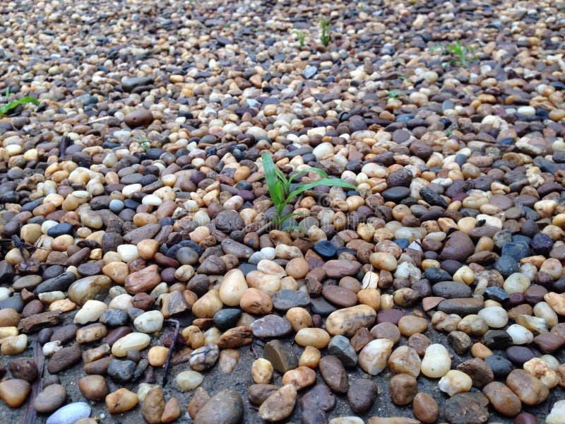 Seedling stock photo. Image of green, seedling, tree - 42735438