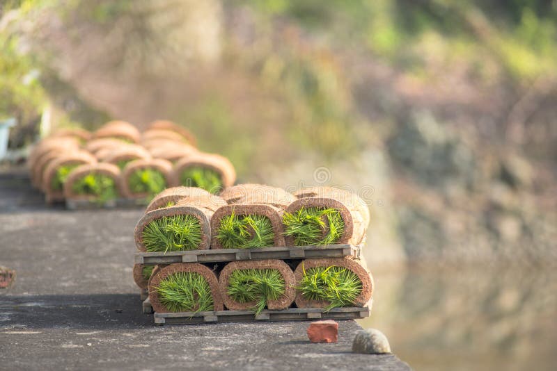 Paddy roll stock image. Image of paddy, roll, fieldlandscapeblue - 58789443