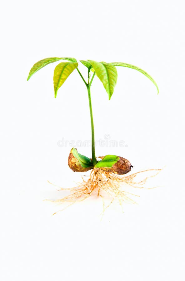 Oak Tree Seedling with Roots Stock Photo - Image of delicate, botanical ...