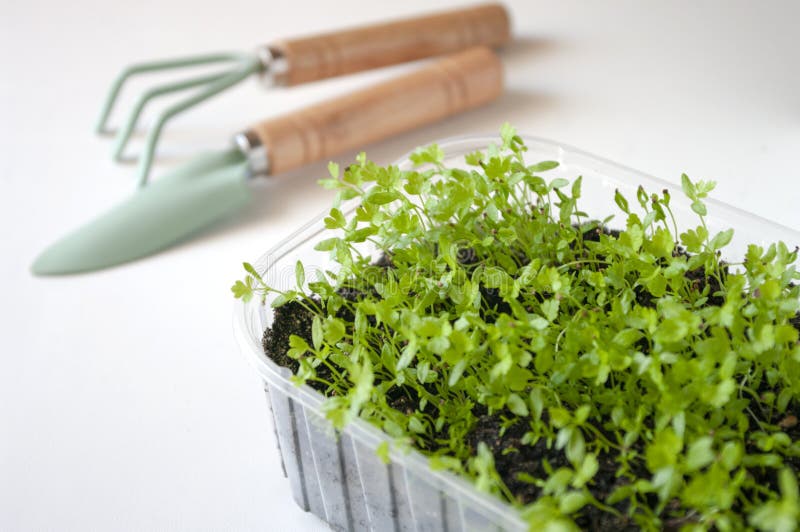 Seedling Season, Spring Time, Home Garden Plants and Tools. Stock Photo ...