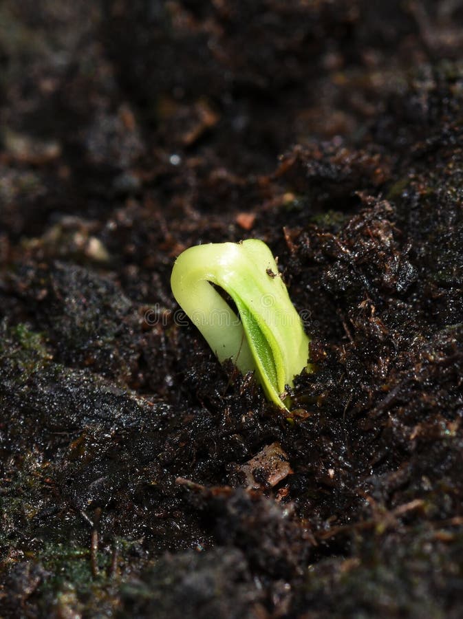 Seedling stock photo. Image of bent, green, earth, growth - 92384836