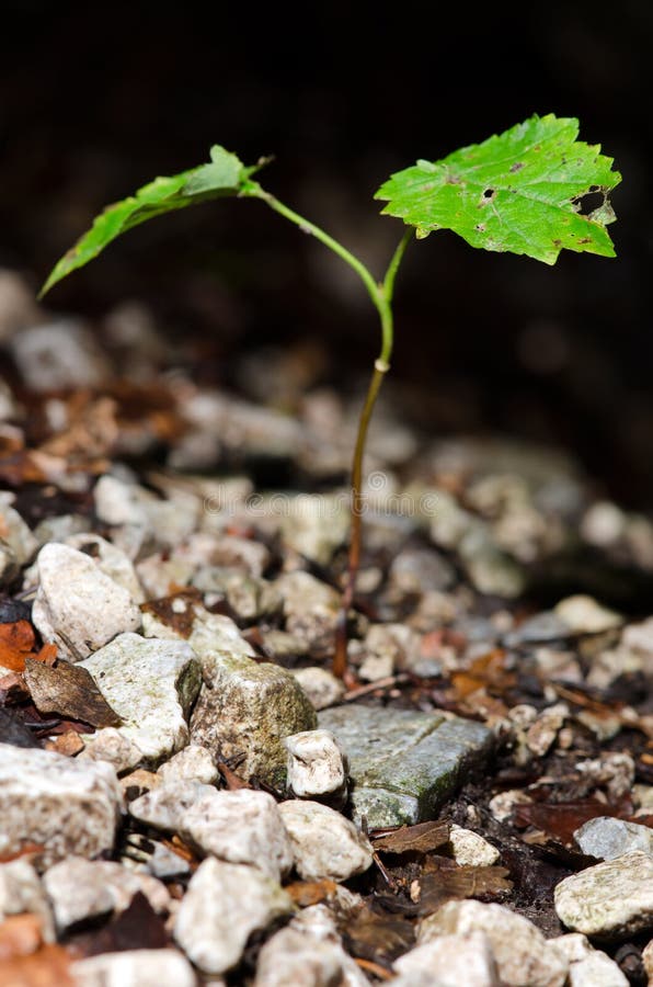 Seedling stock photo. Image of seedlings, soil, earth - 49551984