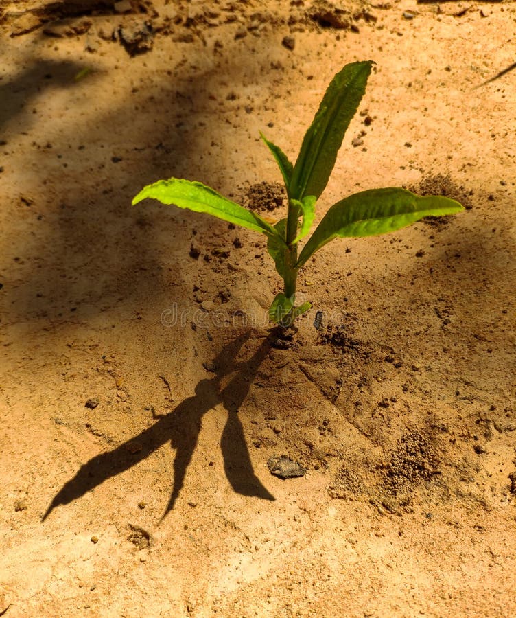 Seedling, Small Trees Growing on the Ground Stock Photo - Image of ...