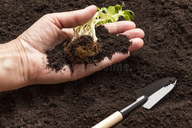 Seedling with Soil on Hand. Small Garden Shovel on the Soil Stock Image ...