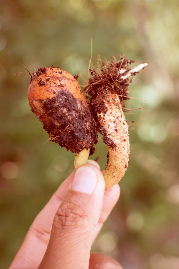 Seedling and sprout stock image. Image of life, scion - 43306365