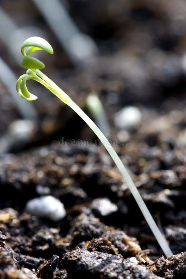A seedling sprouting. stock image. Image of garden, healthy - 13322525