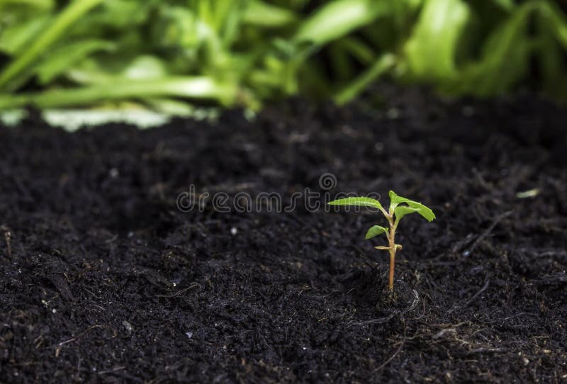 Close Up of a Young Plant Sprouting from the Ground on White Background ...