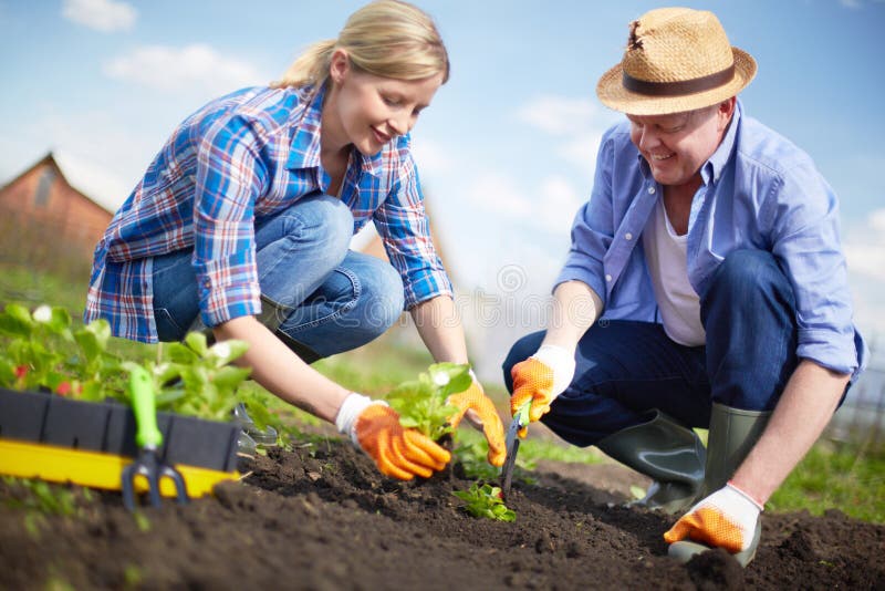 Couple Planting Plant in Garden Stock Image - Image of hobby, people ...