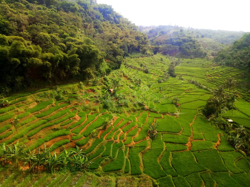 The Green Paddy Rice Field with Banana Trees in West Java, Indonesia ...