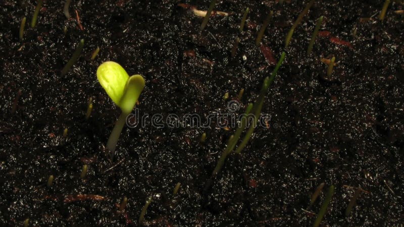 Seedling Timelapse stock footage. Video of motion, alive - 41053996