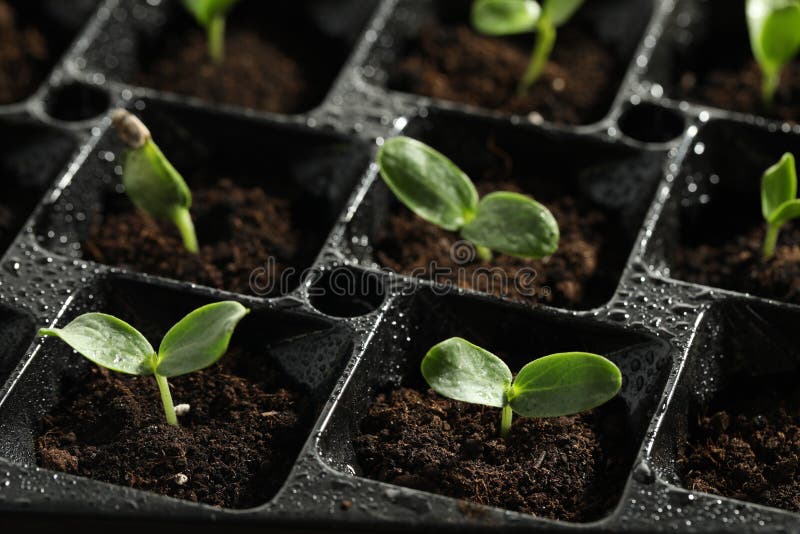 Seedling Tray with Young Vegetable Sprouts, Closeup Stock Image - Image ...