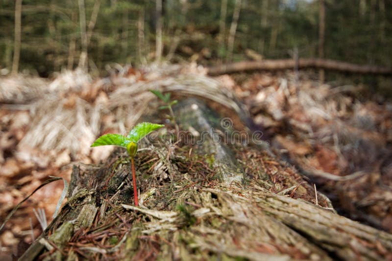 Seedling of Tree Growing on Rotting Wood Stock Photo - Image of ...
