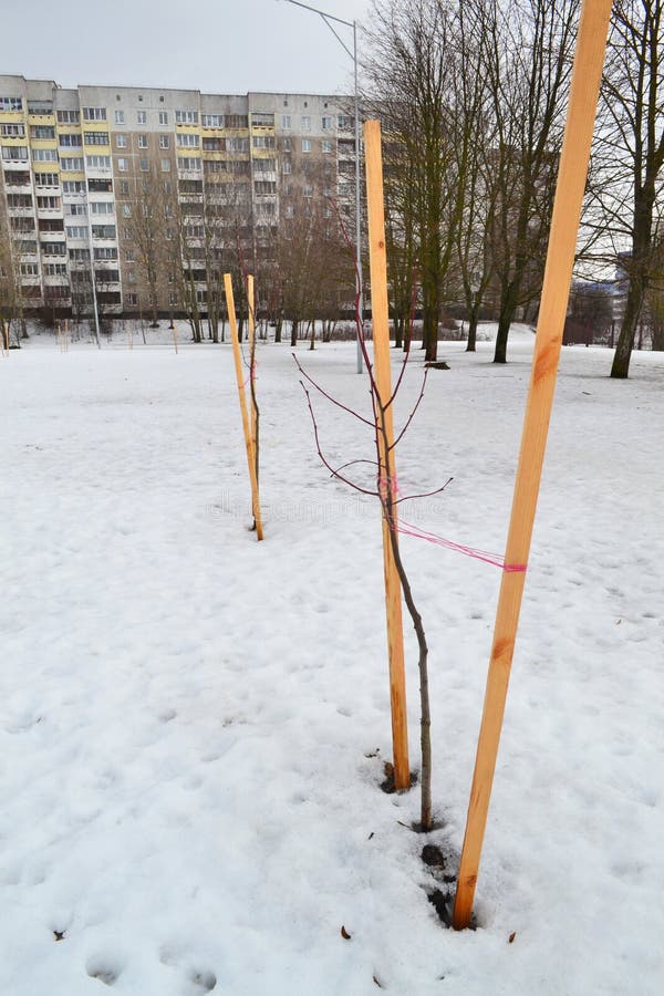 Seedling Trees, Protect a Young Tree in Winter Stock Image - Image of ...