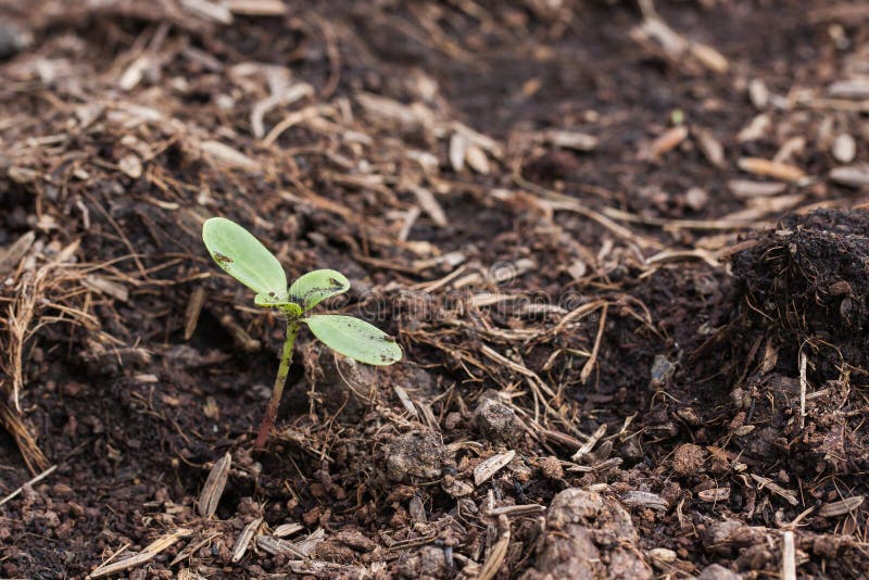 Seedling stock image. Image of trees, nature, leaf, botany - 65366695