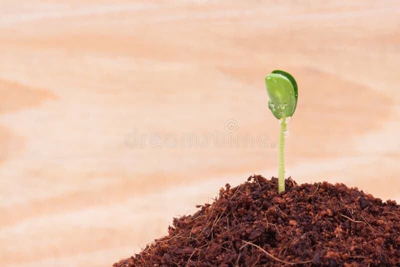 Seedling stock photo. Image of plant, young, concept - 65497390