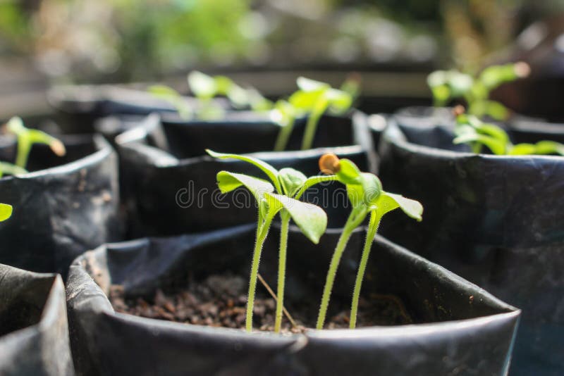 Seedling stock photo. Image of isolated, hope, earth - 56586820