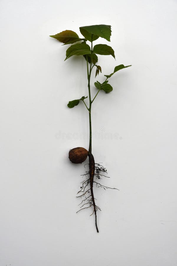Seedling of a Walnut Tree Isolated on White Stock Image - Image of ...